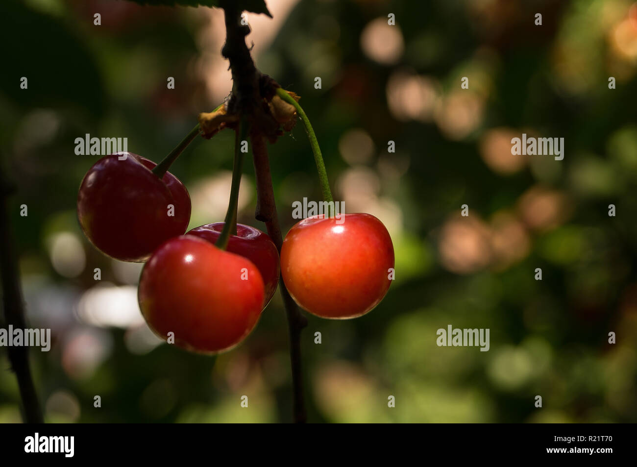 Cluster of four small cherries still hanging from the tree Stock Photo ...