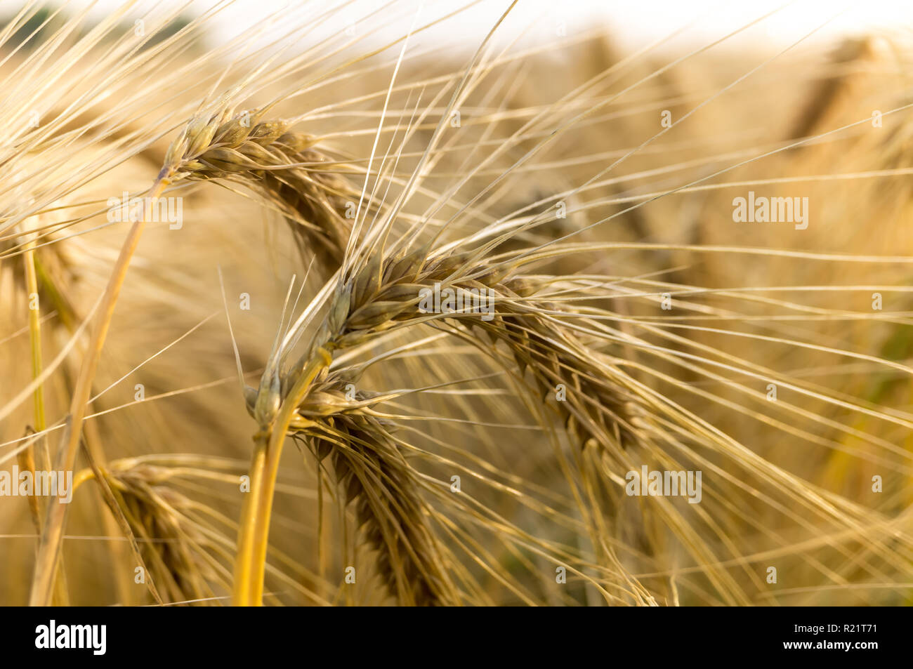 Gold barley hi-res stock photography and images - Alamy