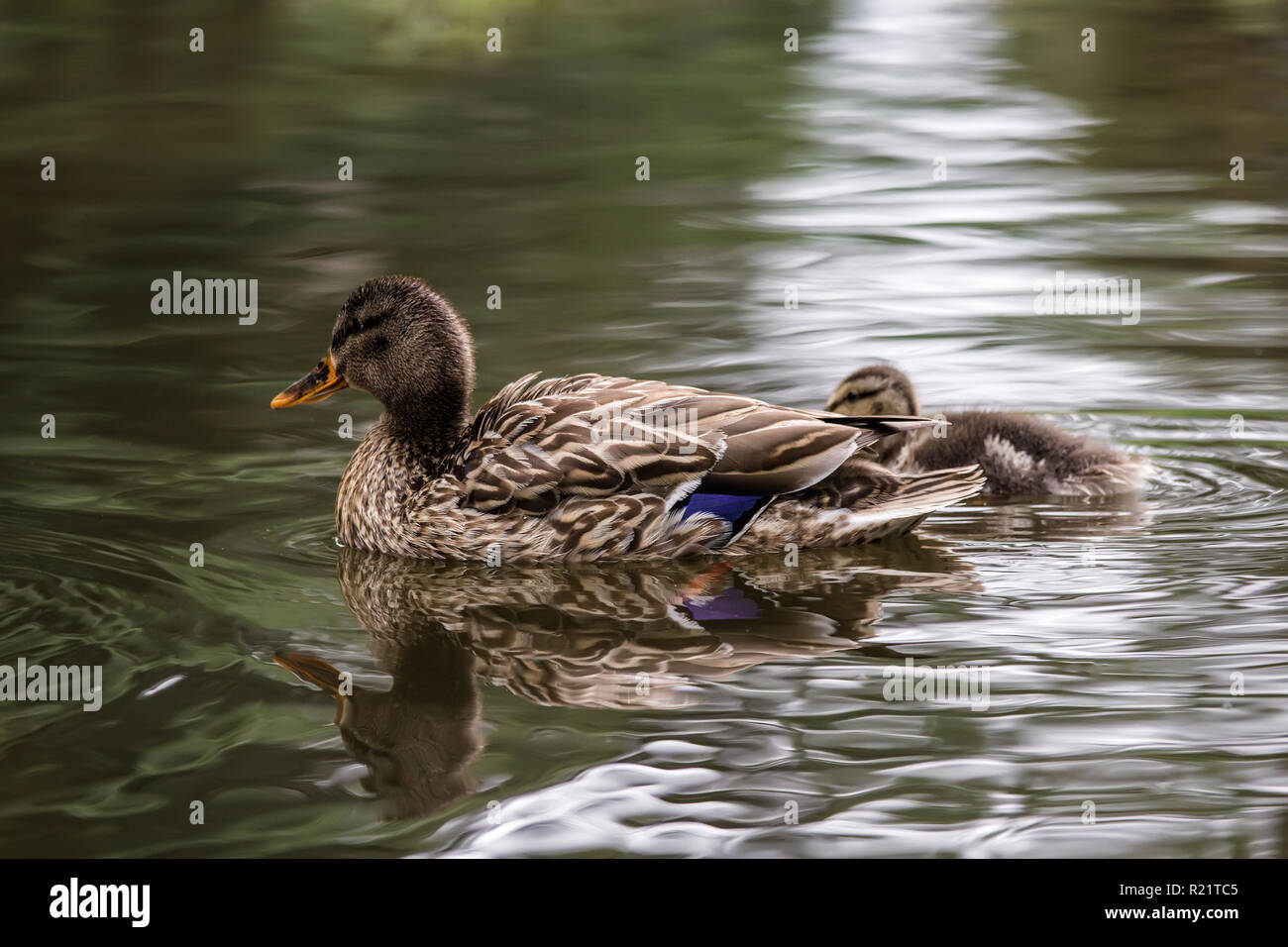 Baby duck fly hi-res stock photography and images - Alamy