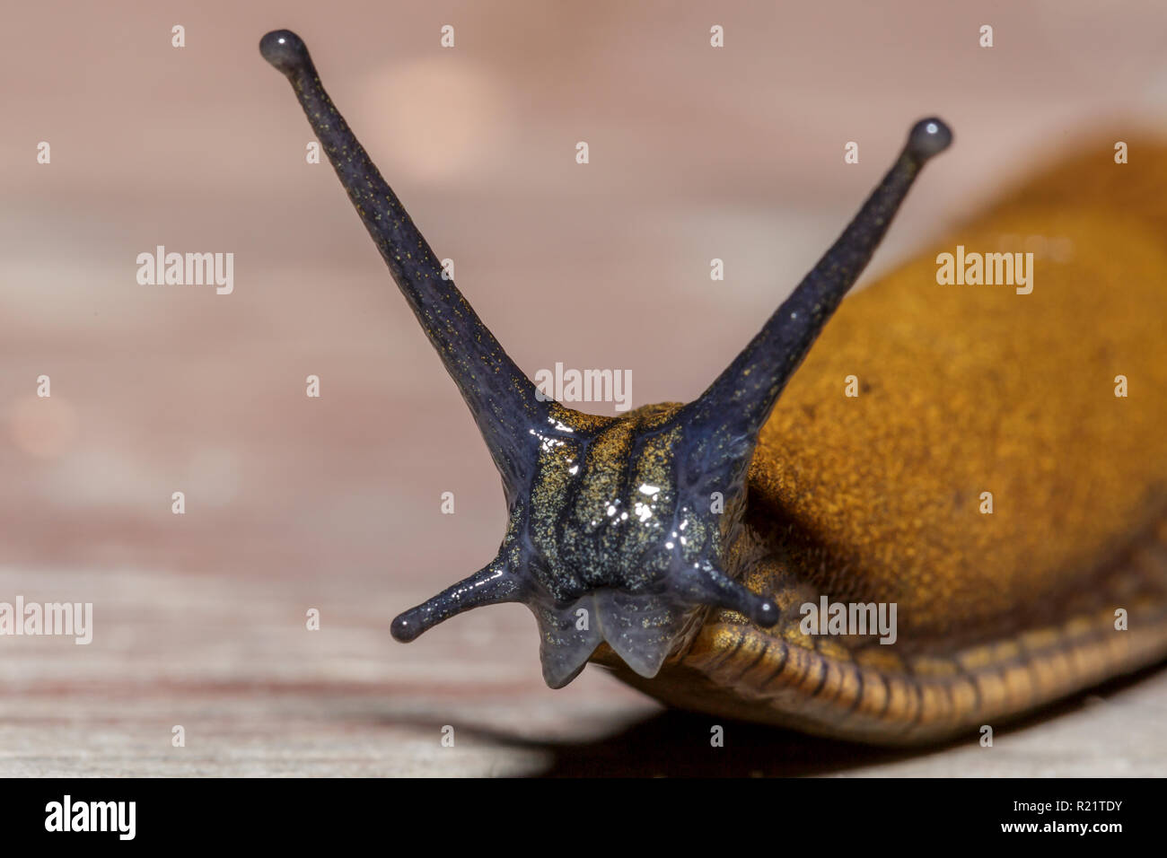 Slug up close hi-res stock photography and images - Alamy