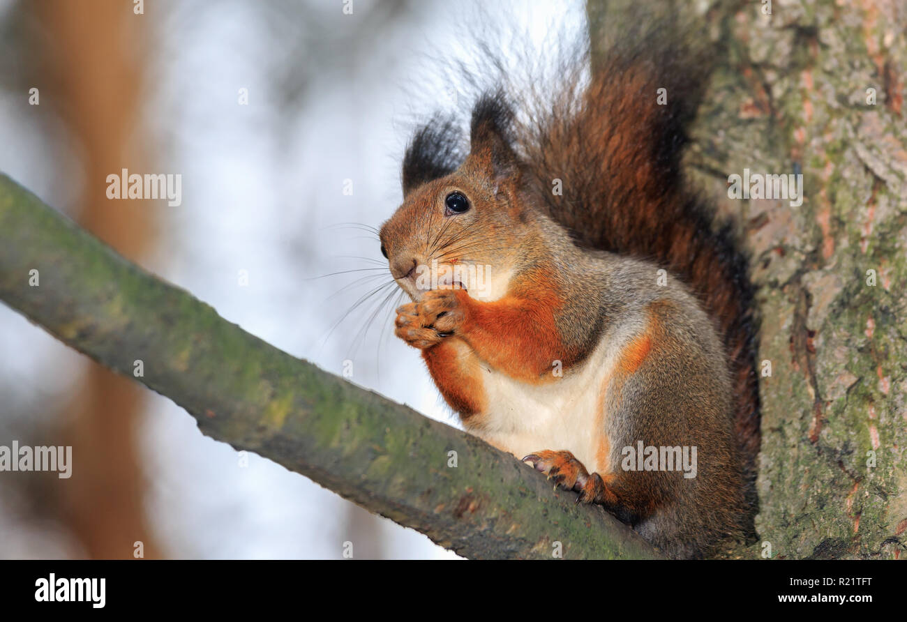 Squirrel on a tree Stock Photo - Alamy