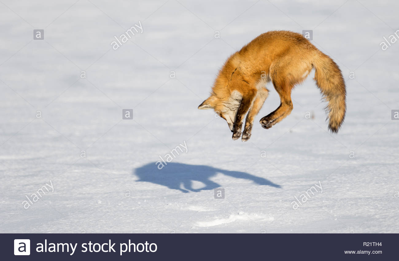 Fox With Prey Stock Photos & Fox With Prey Stock Images - Alamy