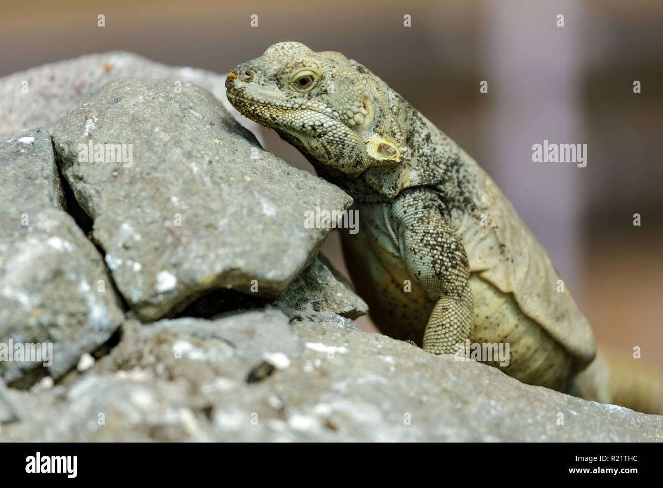 A lizard sitting on stones Stock Photo - Alamy