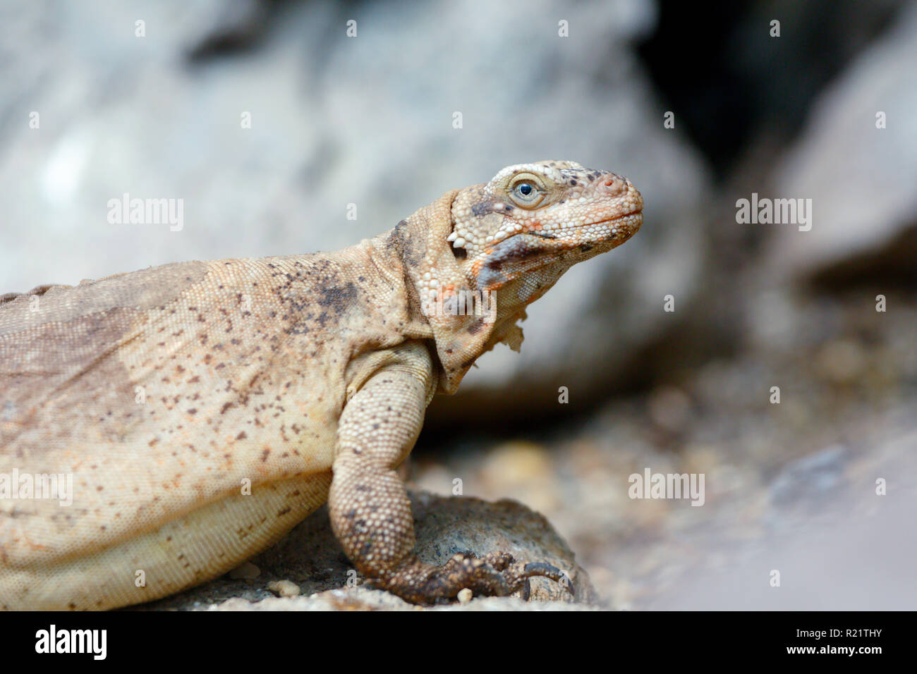 Lizard resting on rock Stock Photo - Alamy