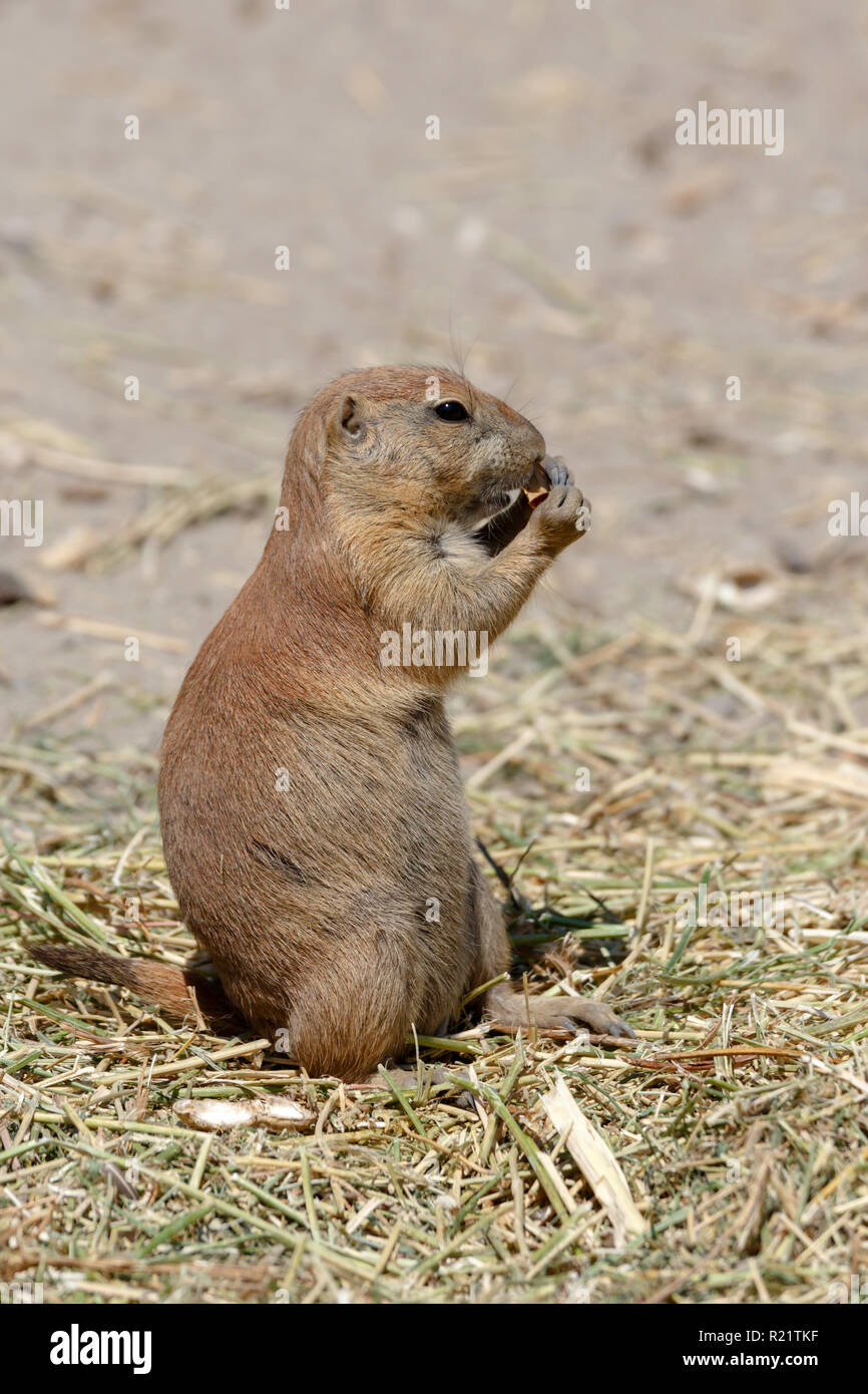 Marmots in grass hi-res stock photography and images - Alamy