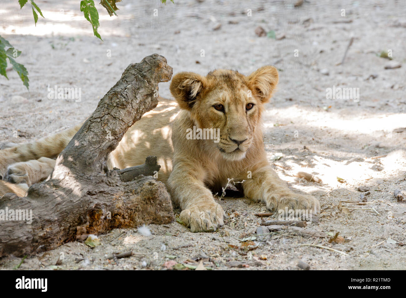 Tiger cub playing around Stock Photo - Alamy
