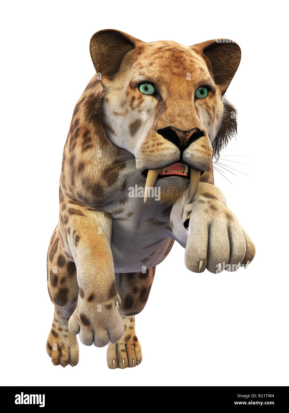 Sabertooth, animal isolated on white background Stock Photo - Alamy