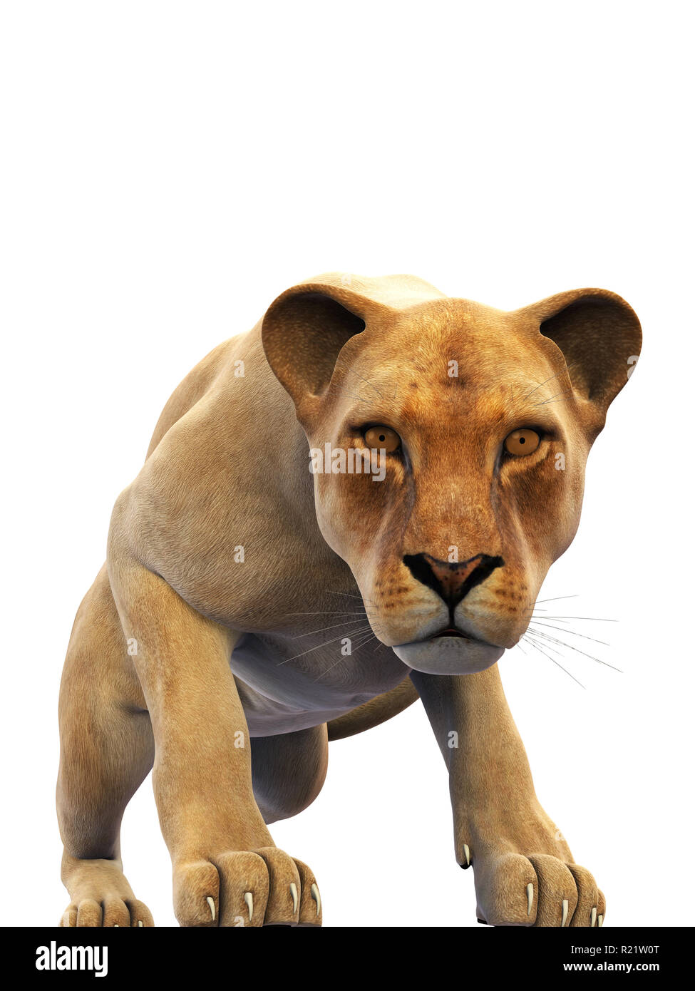 Female lion, lioness, wild animal isolated on white background Stock ...