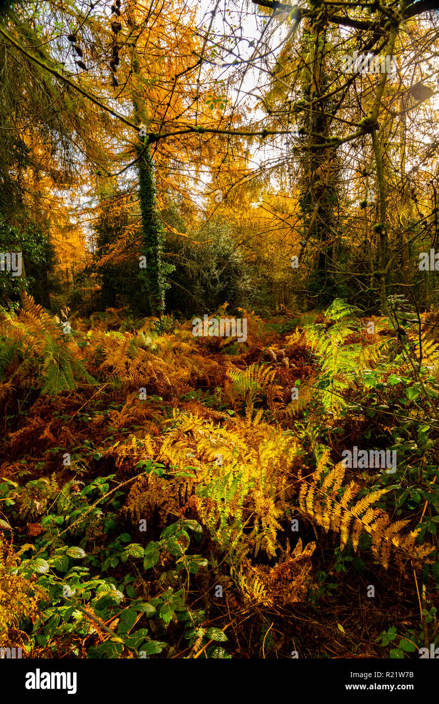 Stansted park sussex hi-res stock photography and images - Alamy