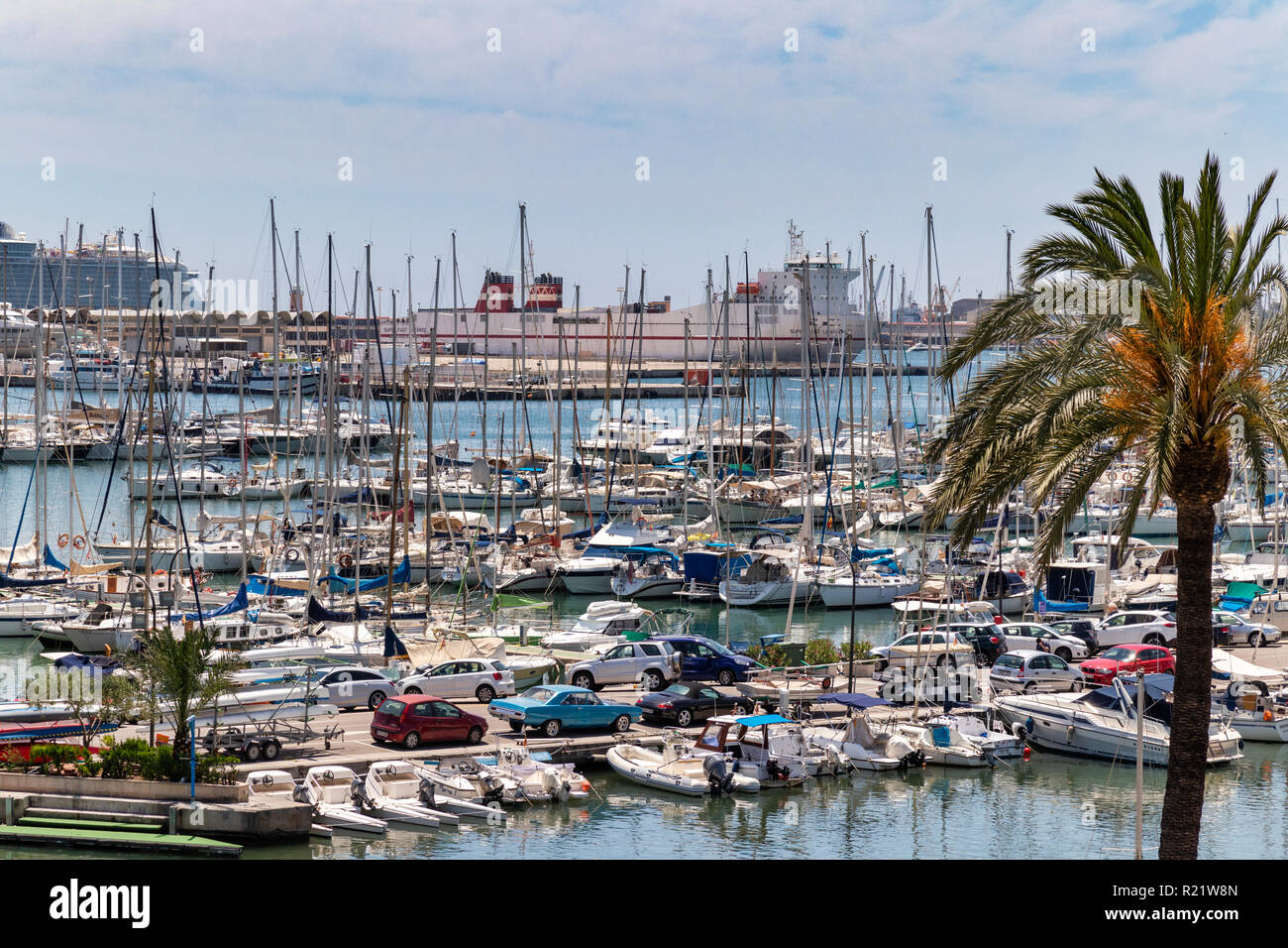 Port with cruise ship and sailing yachts and palm tree in Palma de ...
