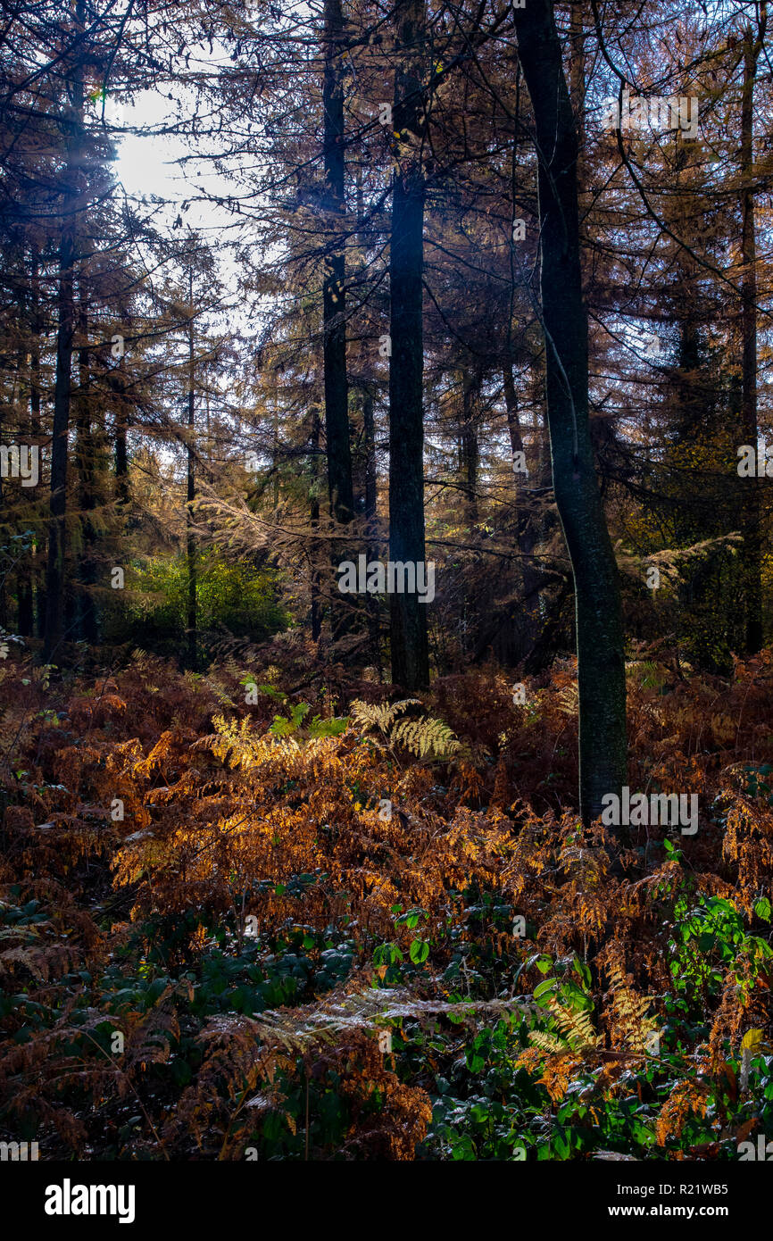 Stansted forest hi-res stock photography and images - Alamy