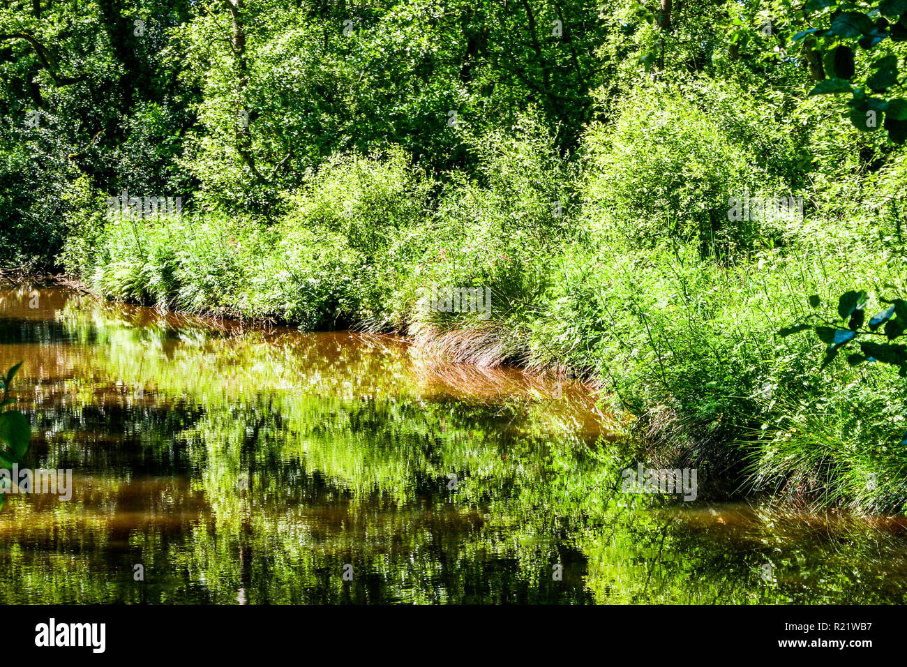A lake with trees and bushes and reflections Stock Photo - Alamy