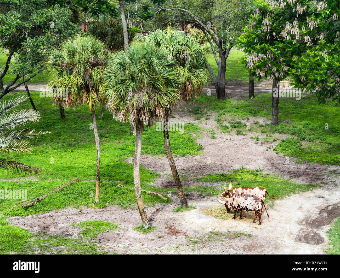 Ankole cattle hi-res stock photography and images - Alamy