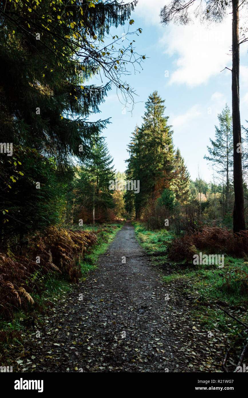 Coniferae hi-res stock photography and images - Alamy