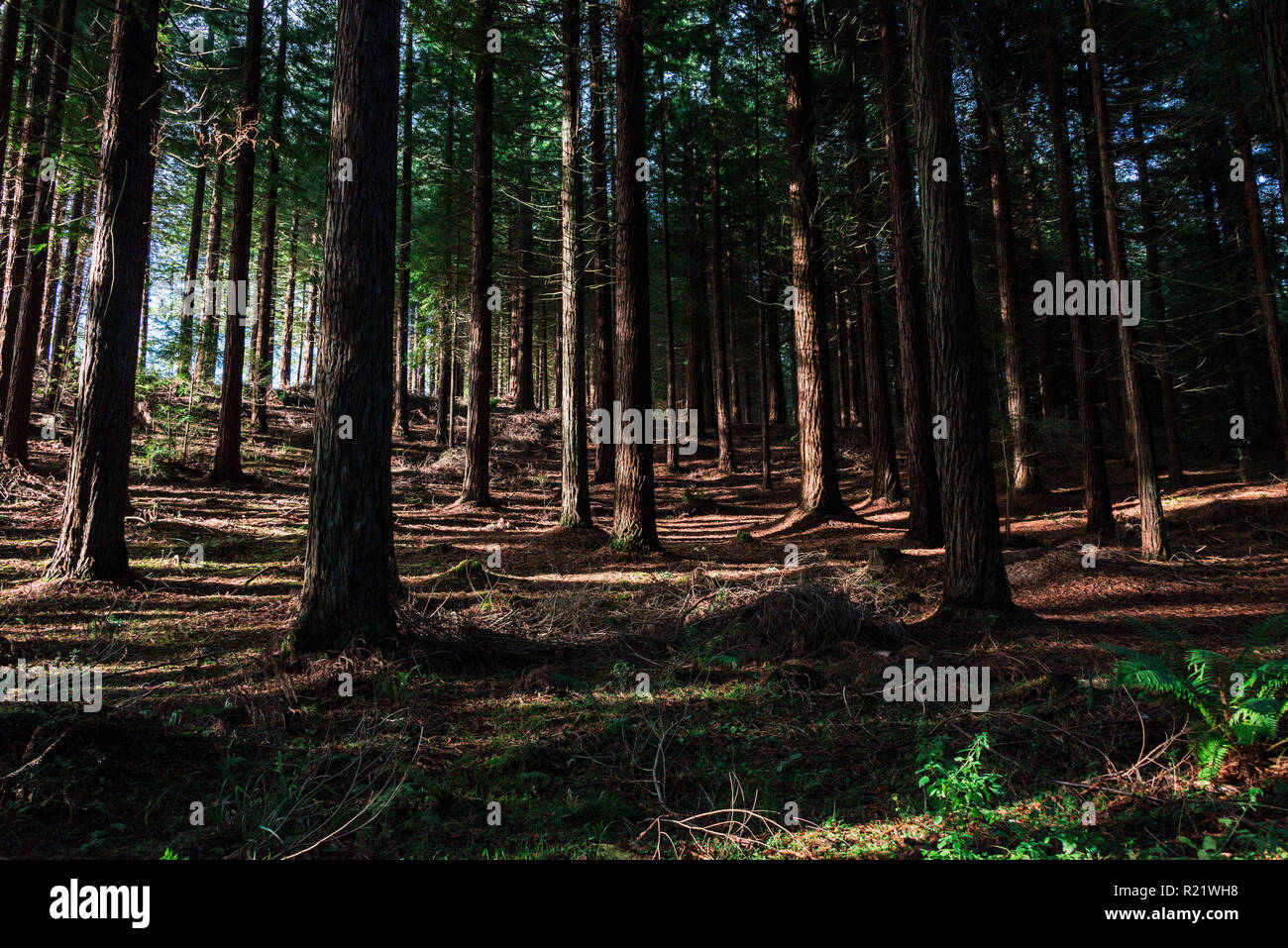 Coniferophyta coniferae hi-res stock photography and images - Alamy