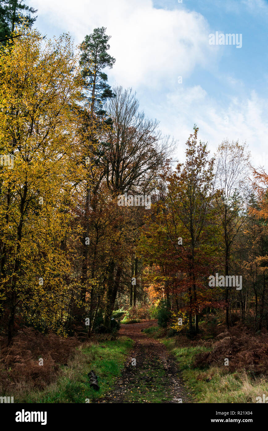 A track through woodland in autumn Stock Photo - Alamy