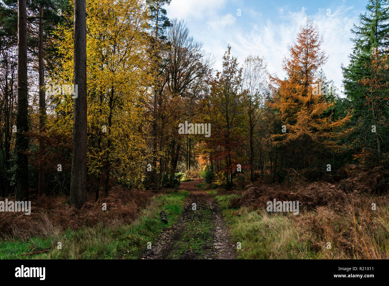 A track through woodland in autumn Stock Photo - Alamy