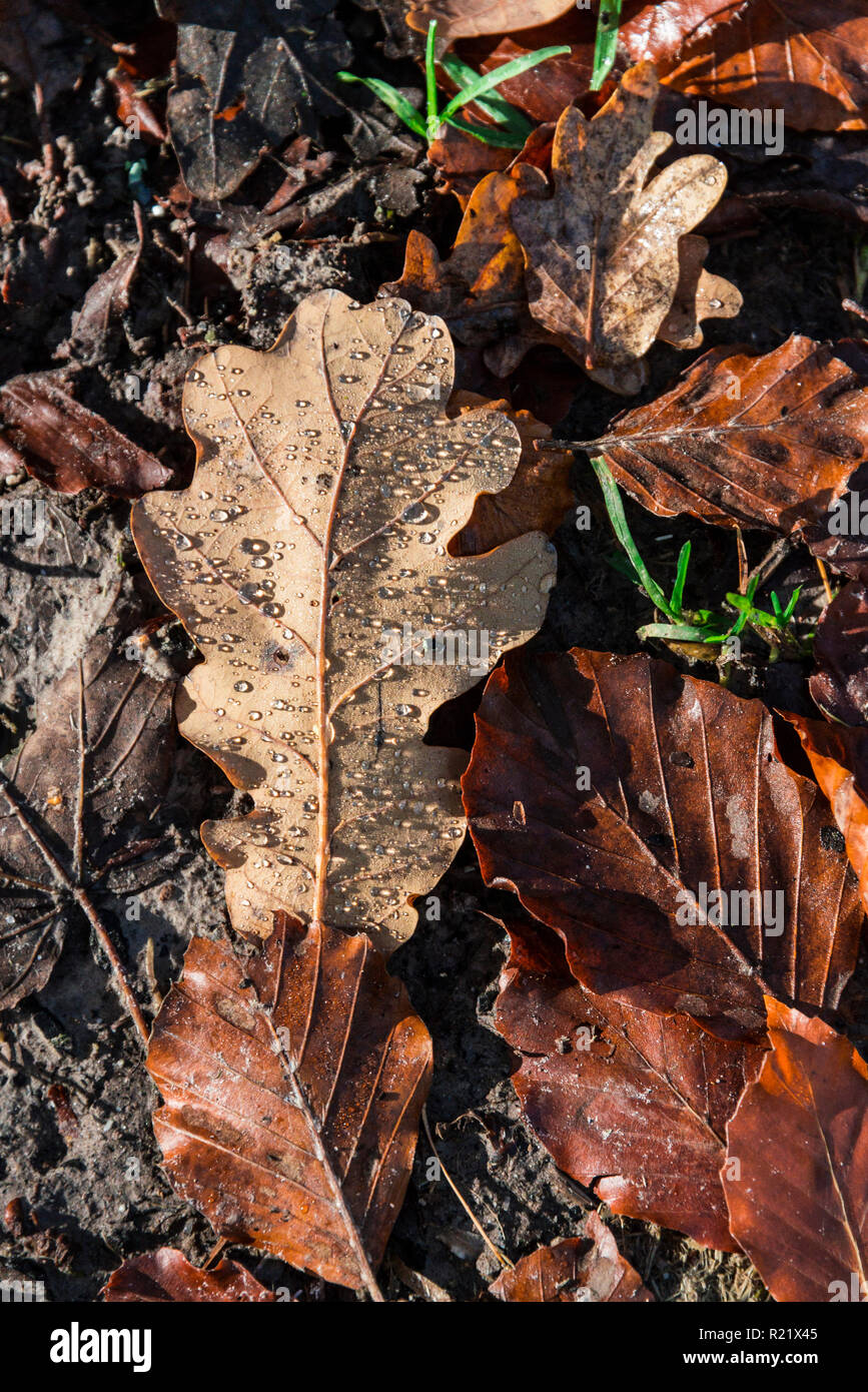 A fallen oak leaf with water drops on Stock Photo - Alamy