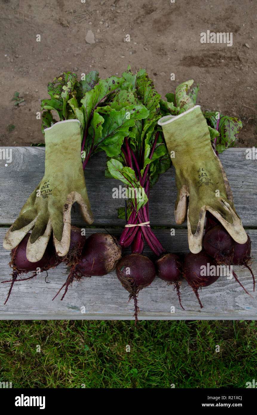Late summer community garden hi-res stock photography and images - Alamy