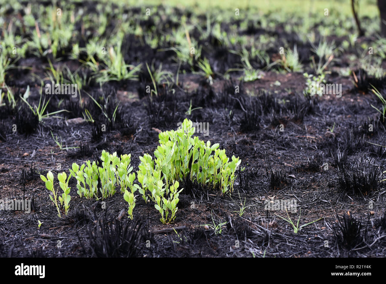 Rising from the ashes hi-res stock photography and images - Alamy