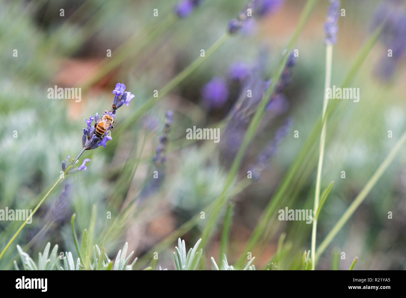 Bee Pollinating at Lavender Farm in Maui, Hawaii Stock Photo - Alamy
