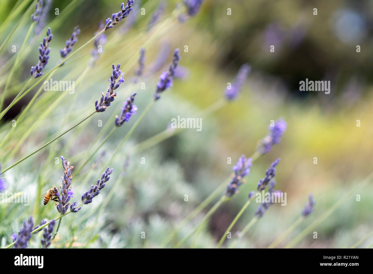 Bee Pollinating at Lavender Farm in Maui, Hawaii Stock Photo - Alamy