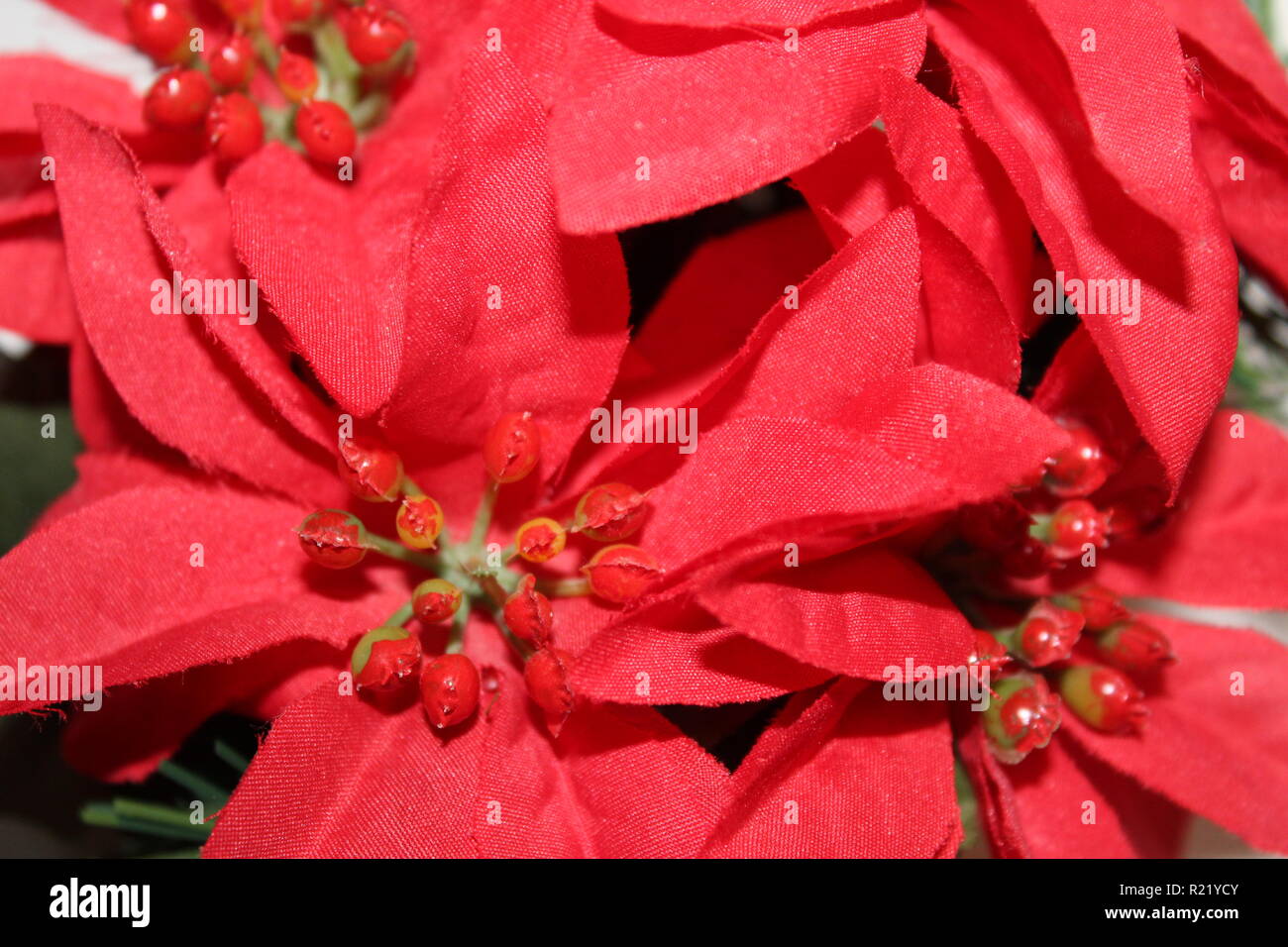 Romatic flower hi-res stock photography and images - Alamy