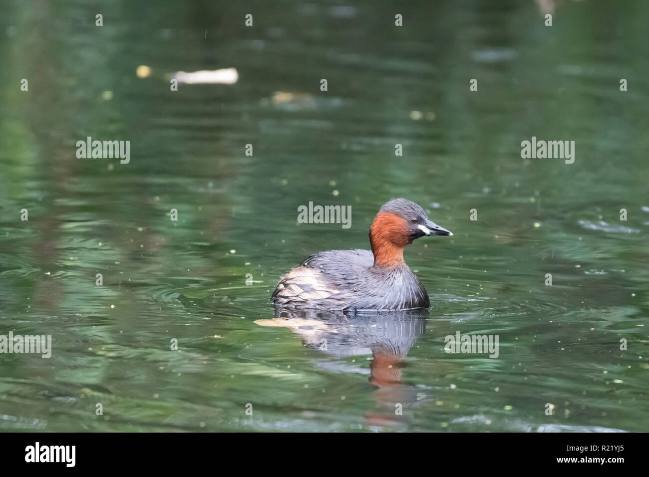 Little Grebe (Tachybaptus ruficollis), also known as dabchick, on river ...