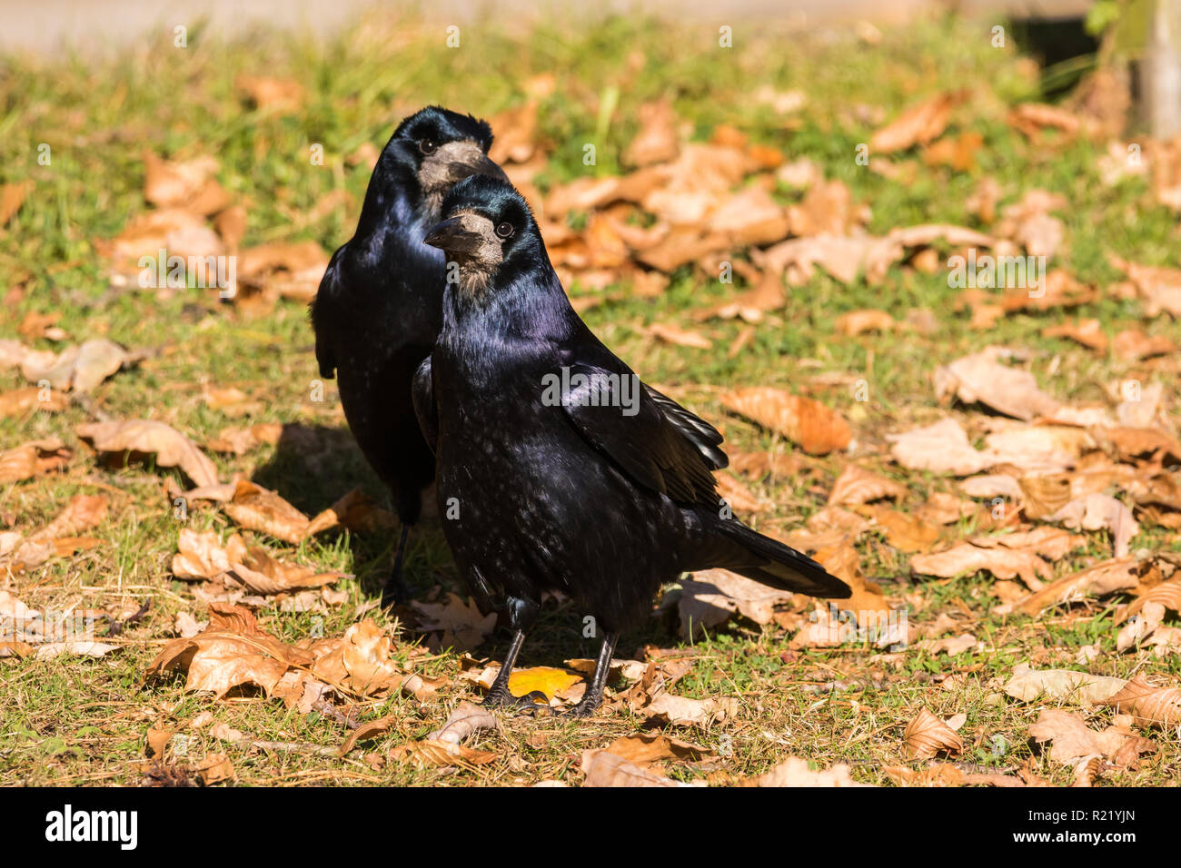 Two rooks hi-res stock photography and images - Alamy