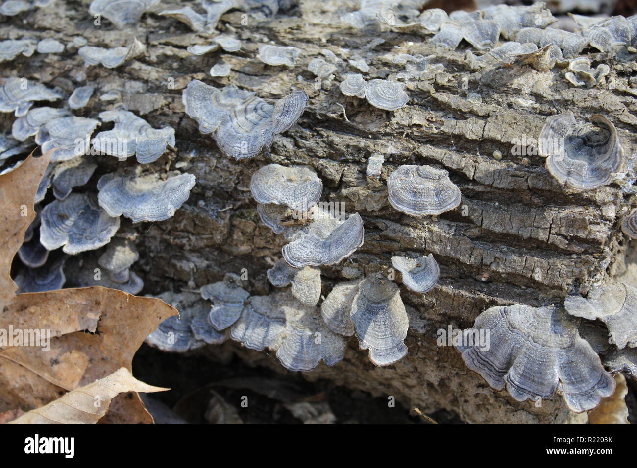 shelf fungi on a log in the forest Stock Photo - Alamy