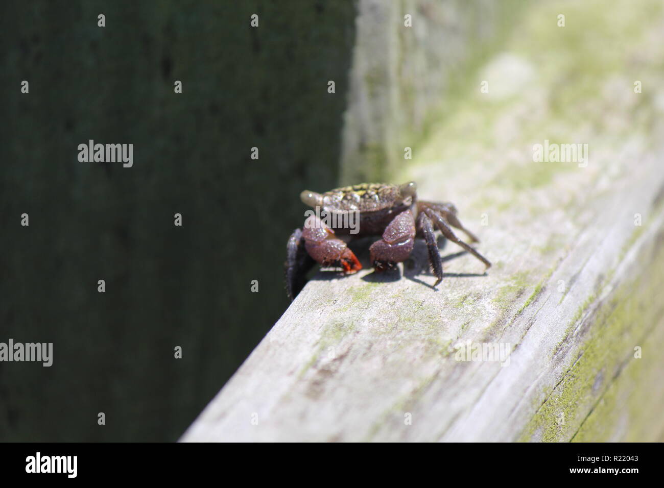 a crab on a rail Stock Photo - Alamy