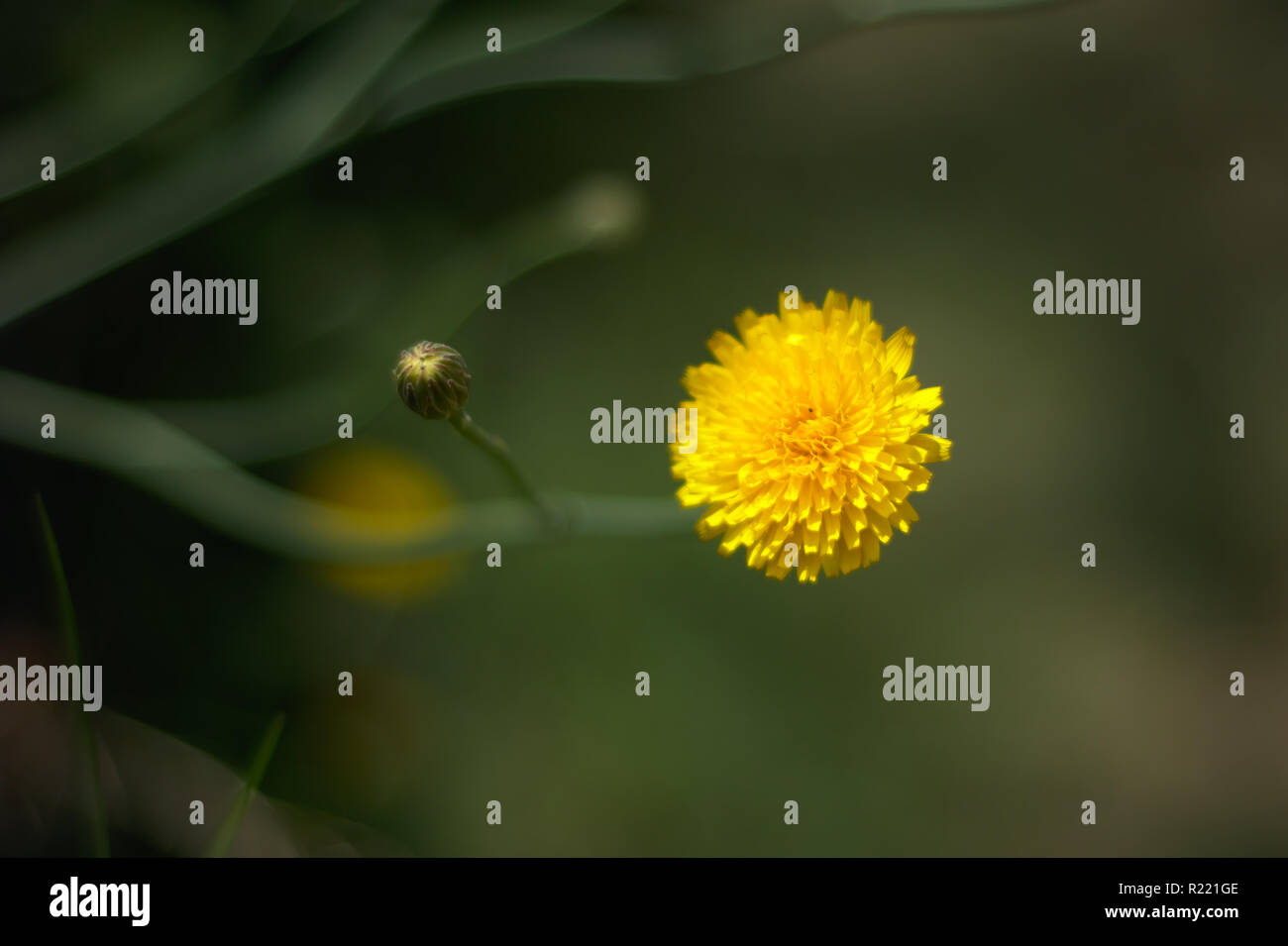 Flower floret field hi-res stock photography and images - Alamy