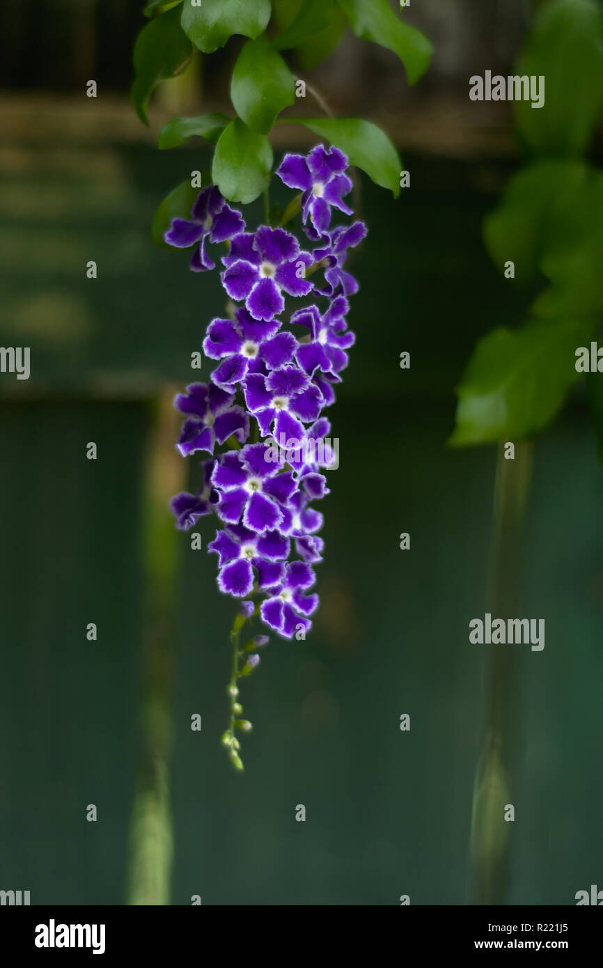 Pretty flowers in hanging hi-res stock photography and images - Alamy