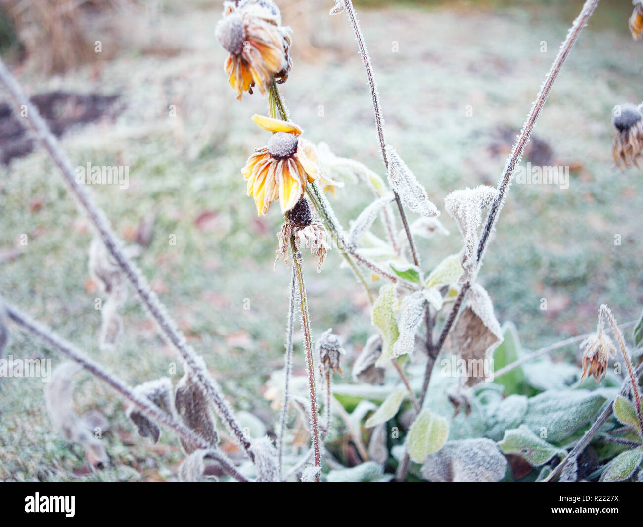 Damaged garden hi-res stock photography and images - Alamy