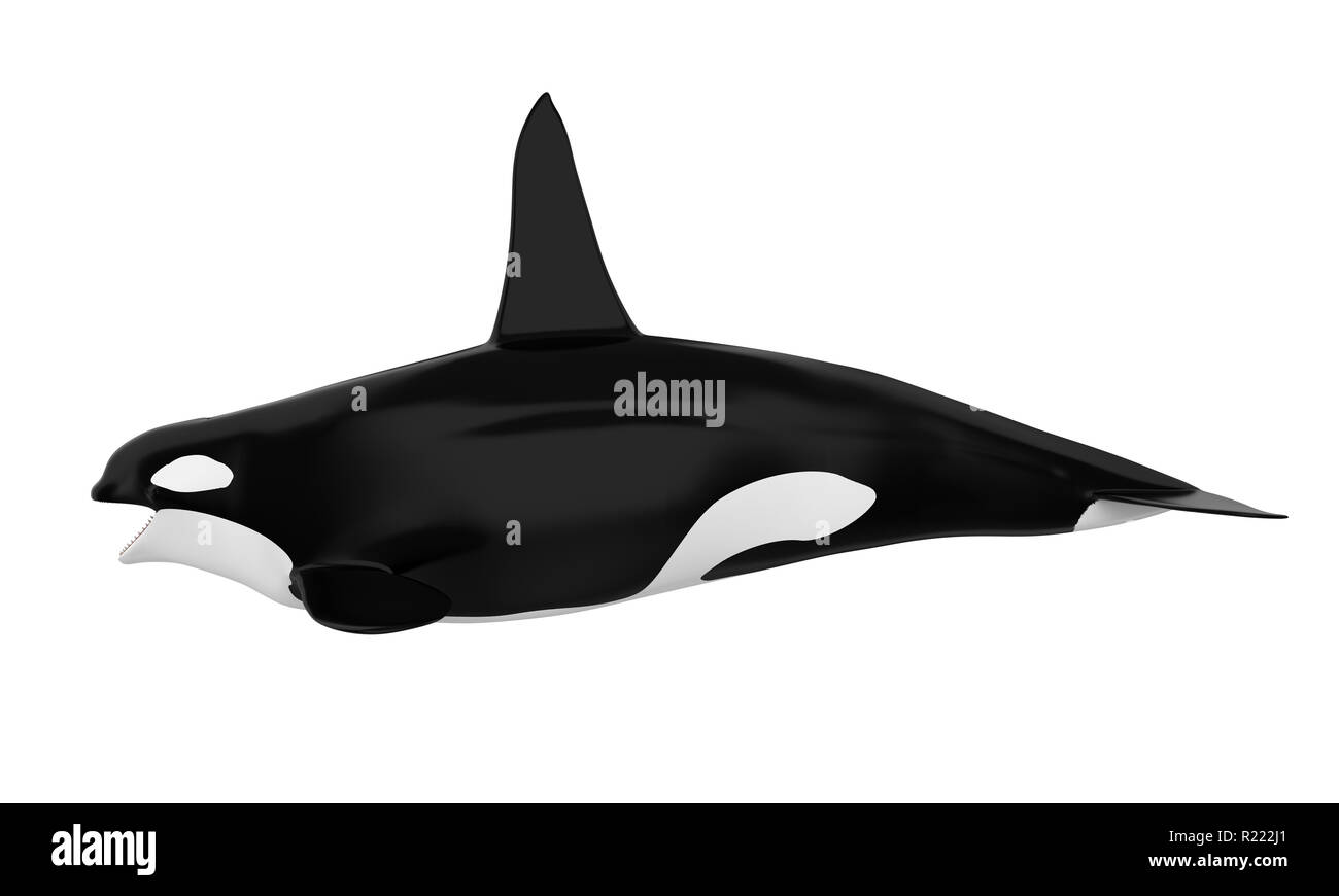 Orca whale teeth animal hi-res stock photography and images - Alamy