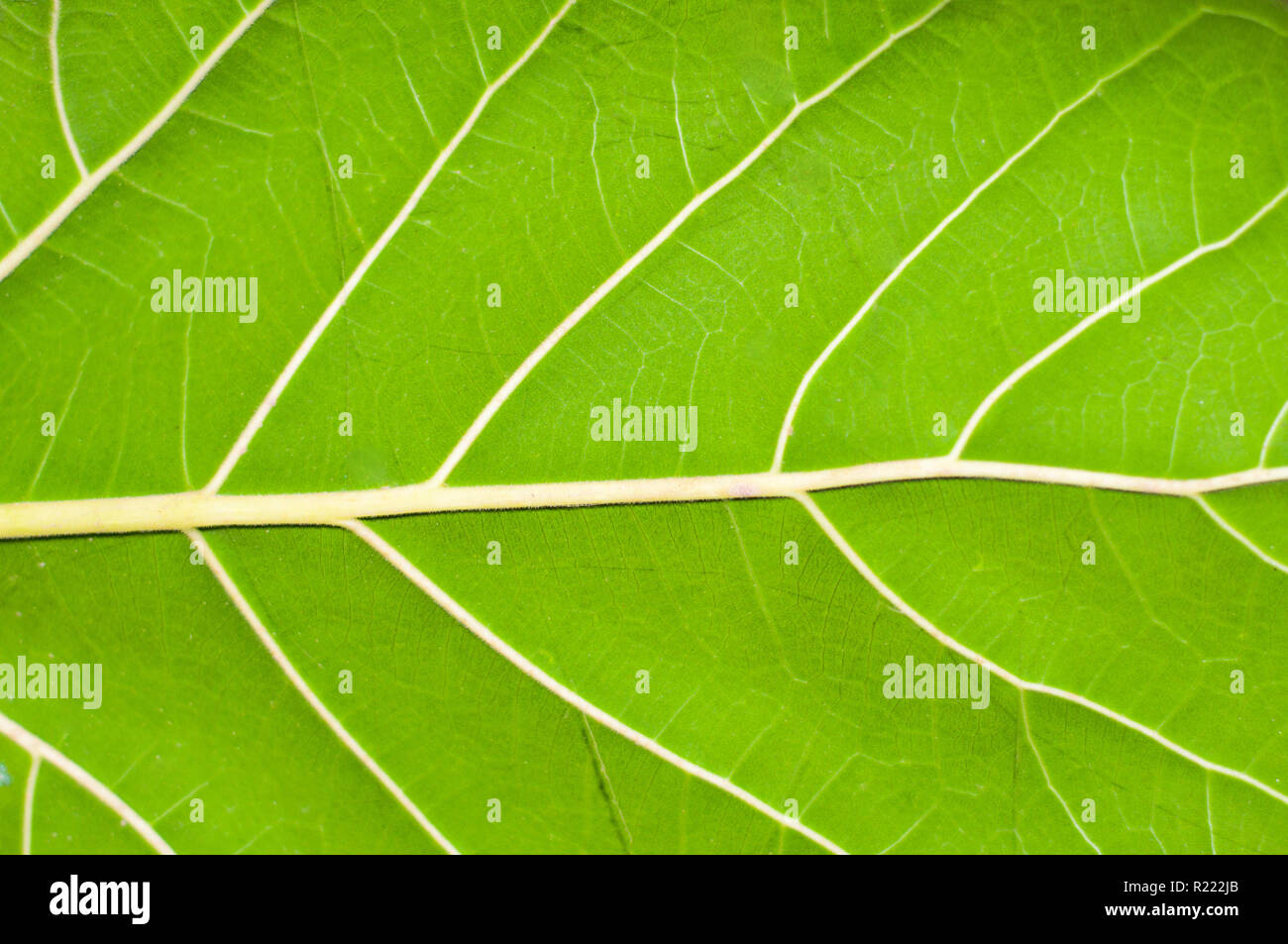 Green plant leaf texture and pattern Stock Photo - Alamy