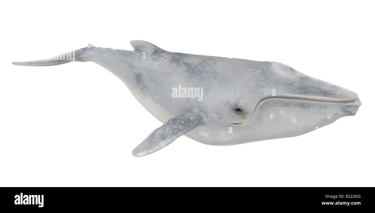 White humpback whale Cut Out Stock Images & Pictures - Alamy