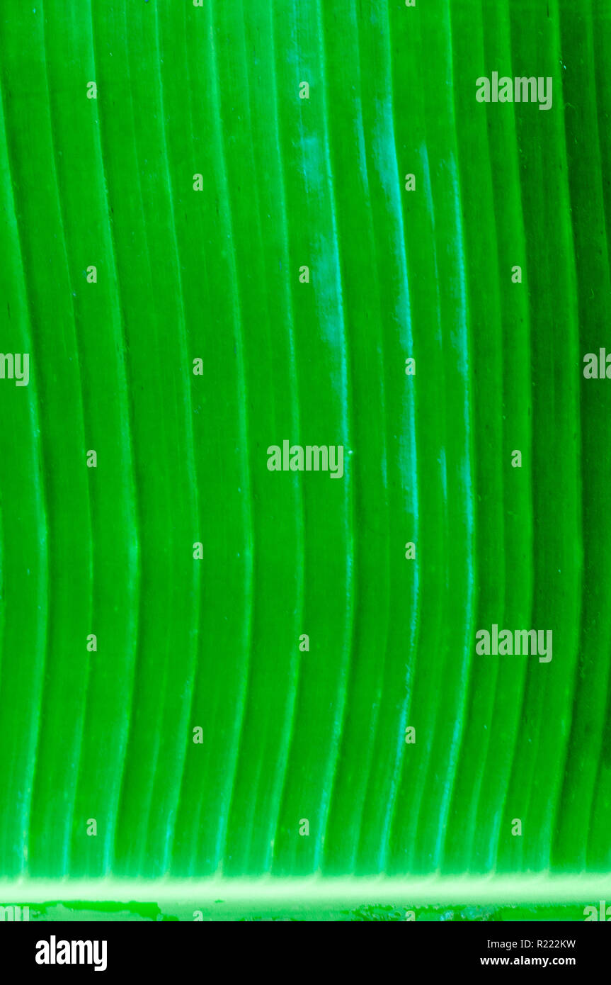 Green banana leaf textures Stock Photo - Alamy
