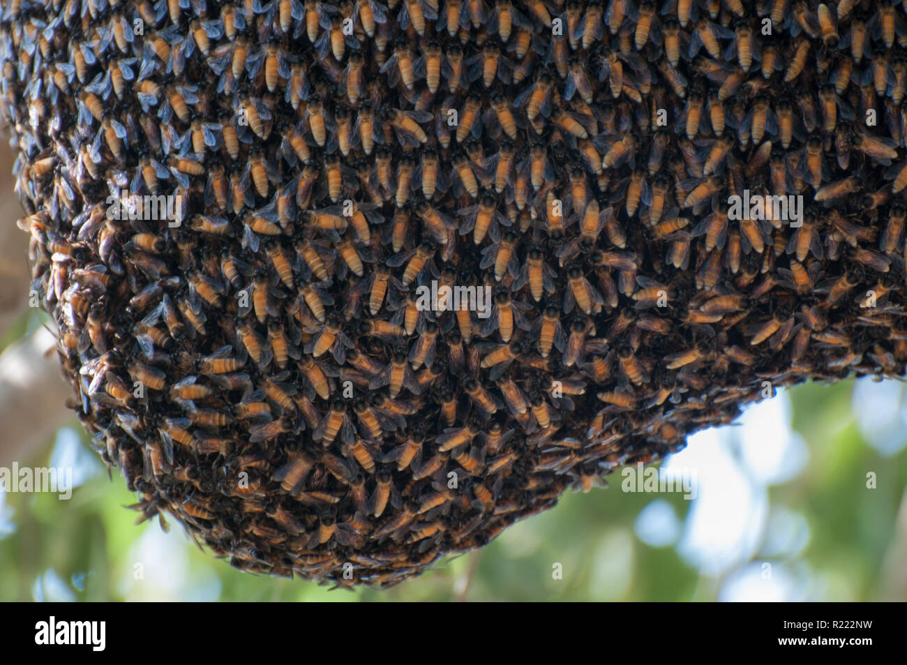 The Honey bees comb and beehive Stock Photo - Alamy