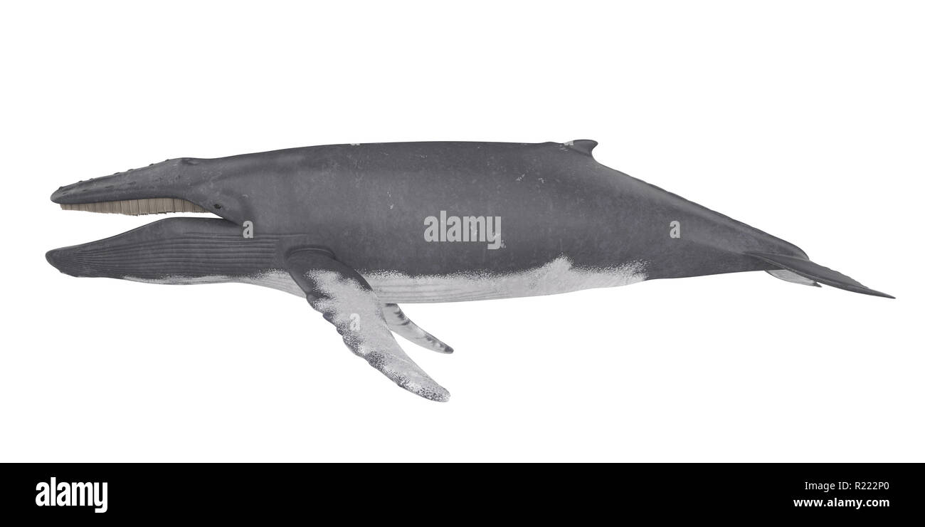 Humpback whale Cut Out Stock Images & Pictures - Alamy