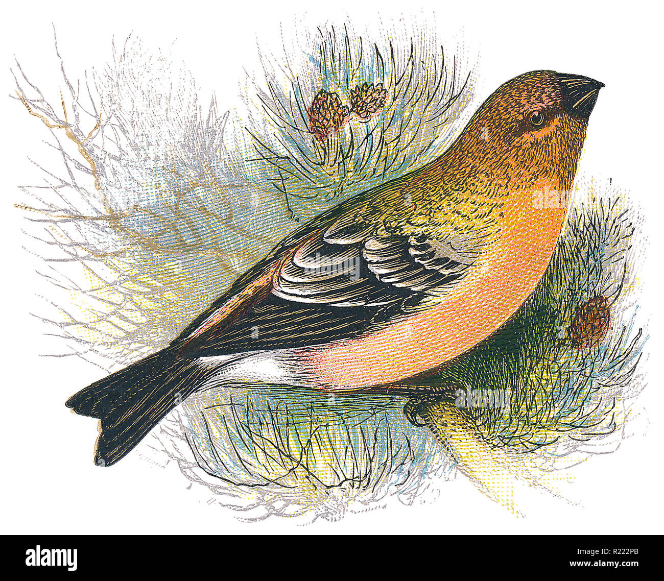 Finch family hi-res stock photography and images - Alamy