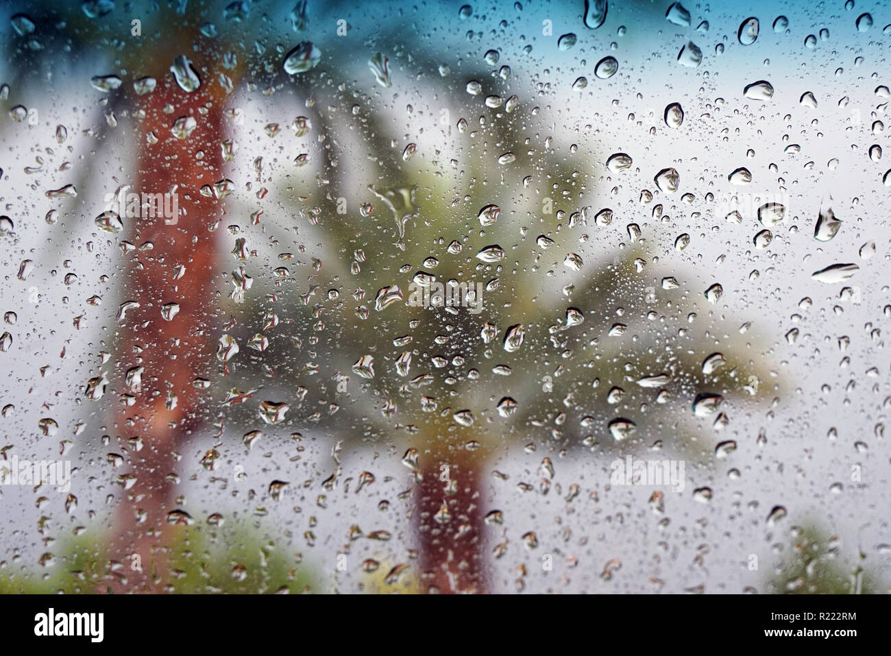 A view of palm trees during a rain storm through the view of the front ...