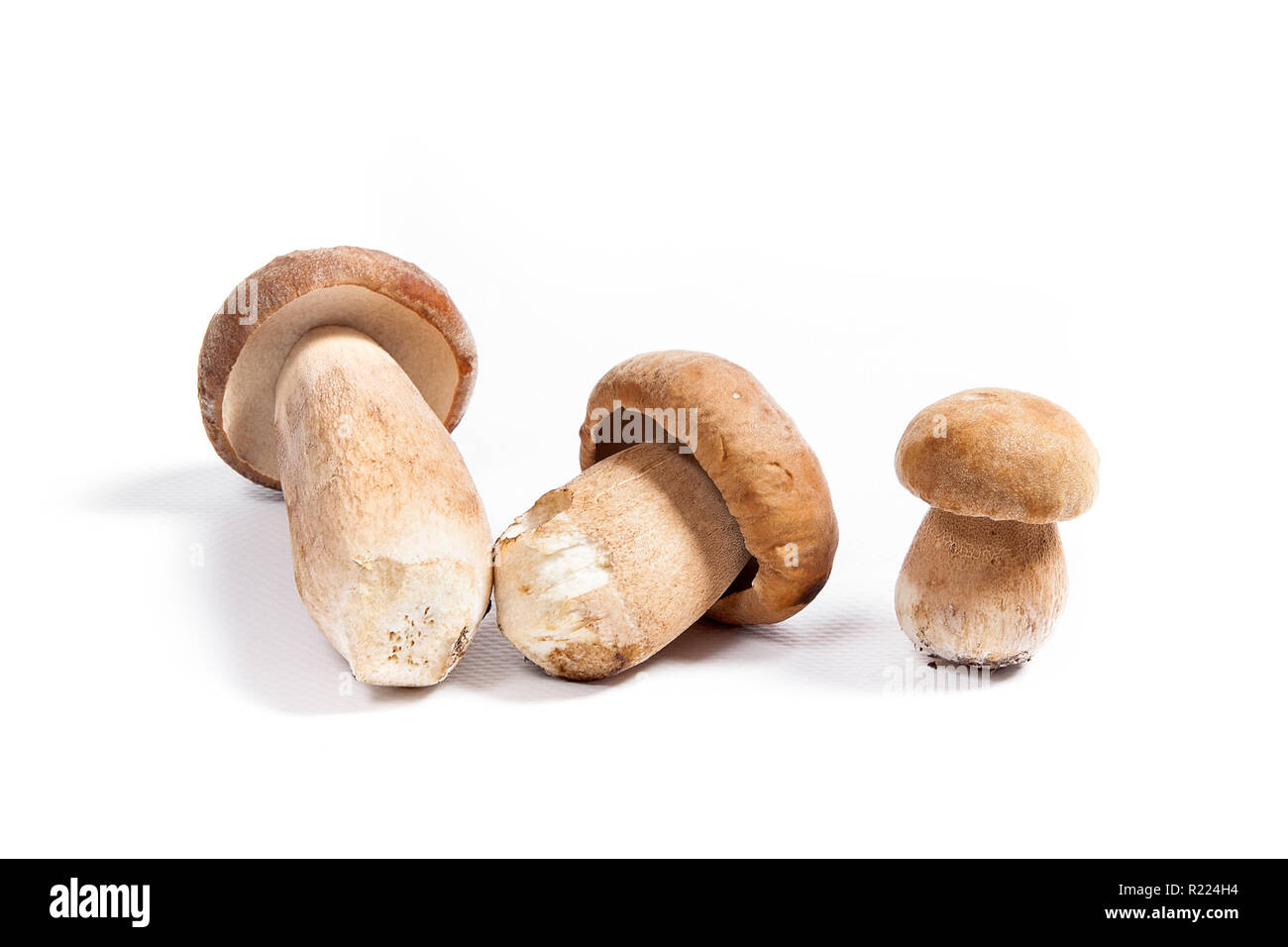 Harvested at autumn amazing edible mushrooms boletus edulis (king ...