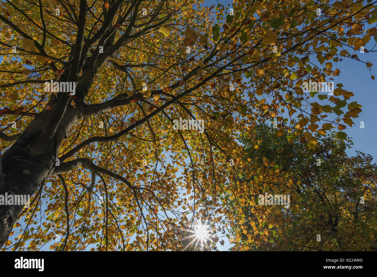 Abstract tree photograph Stock Photo - Alamy