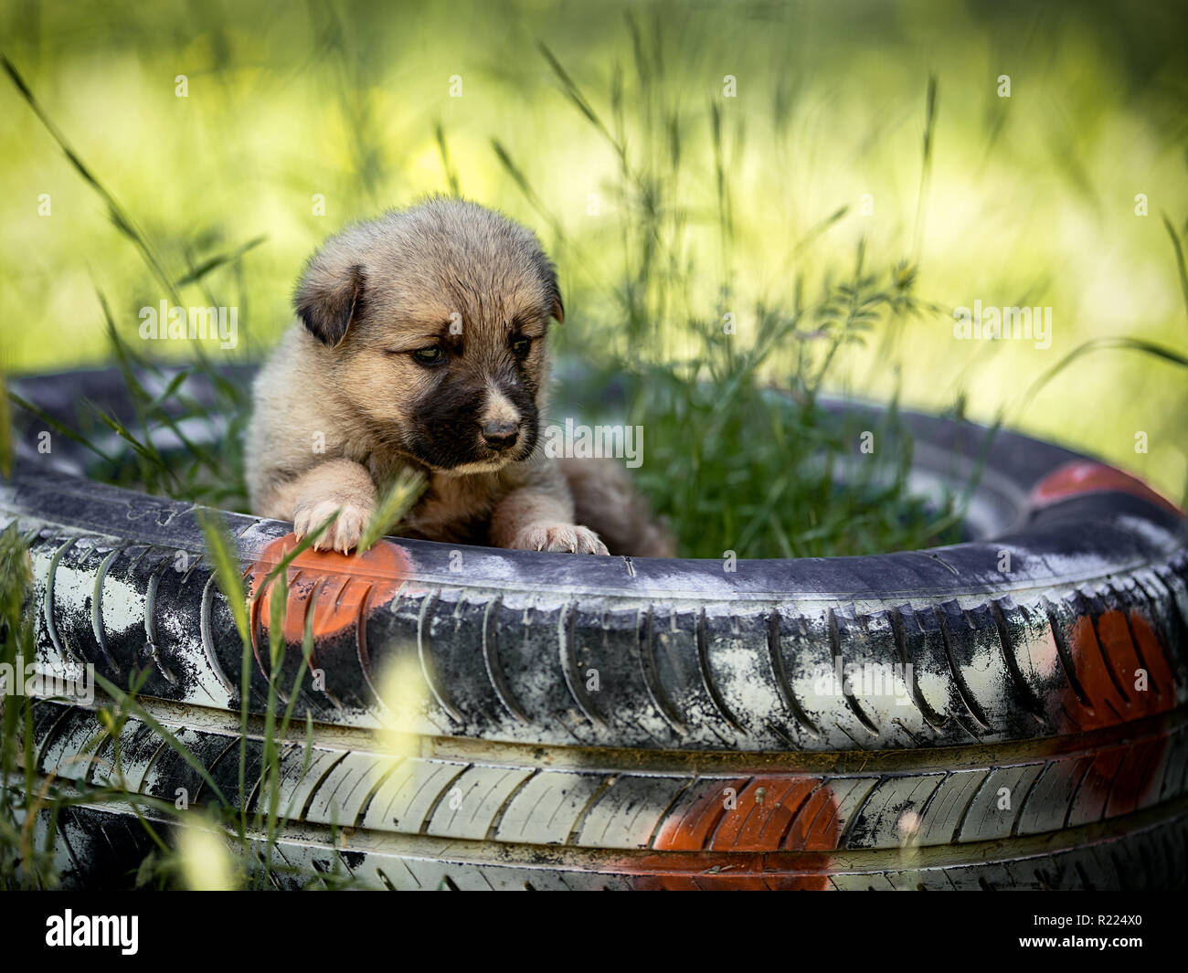 Little cute puppy sitting with old tire Stock Photo - Alamy