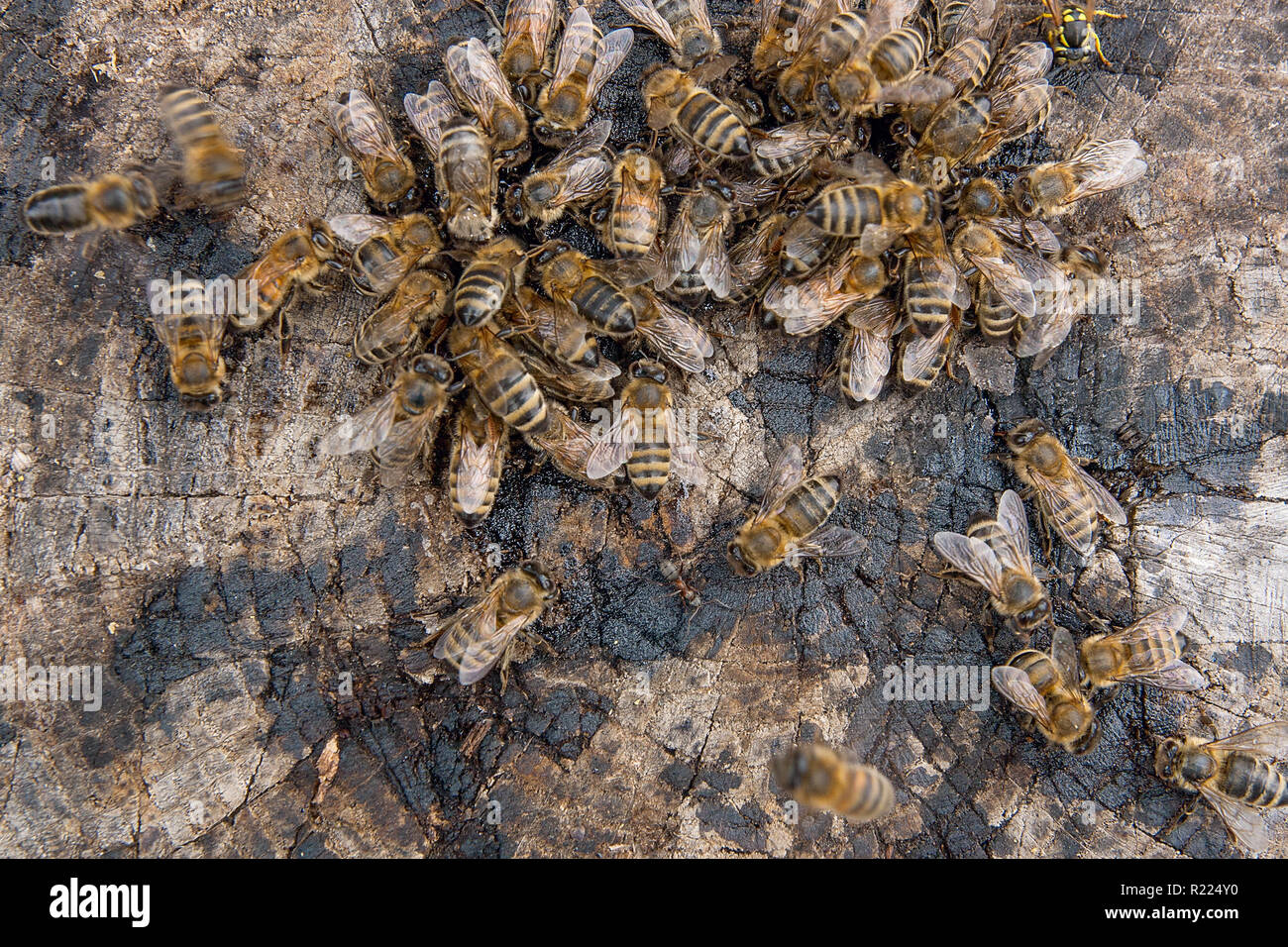 Swarming insects hi-res stock photography and images - Alamy