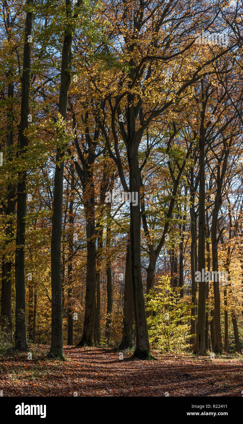 Uk forests hi-res stock photography and images - Alamy