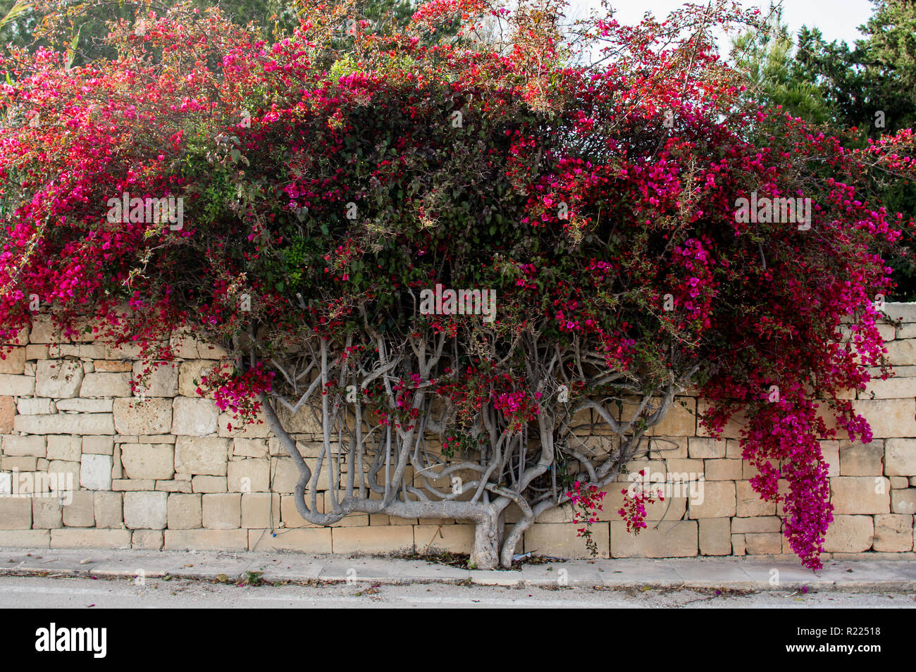 Wild flowers in spring, purple bougainvillaea, Malta Stock Photo - Alamy