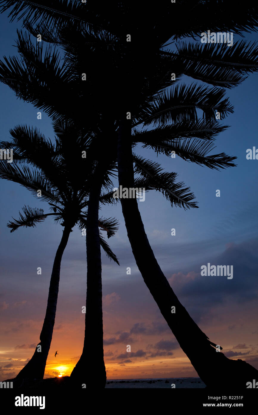 Sunset silhouettes on Aitutaki, Cook Islands Stock Photo - Alamy