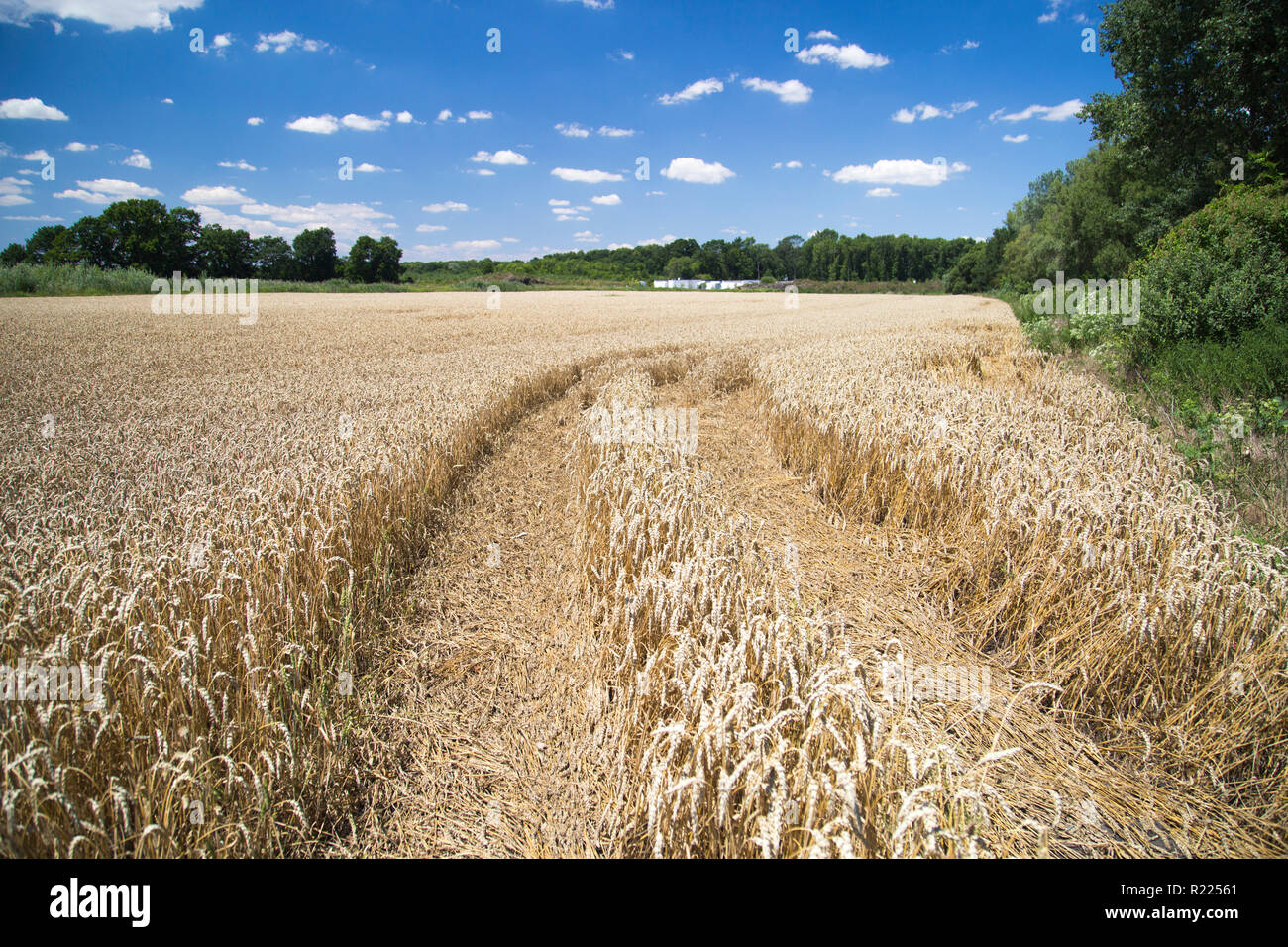 Field spring acre grain hi-res stock photography and images - Alamy